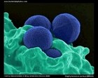Gallery of bacteria - photo gallery of bacterial species. Images of ...